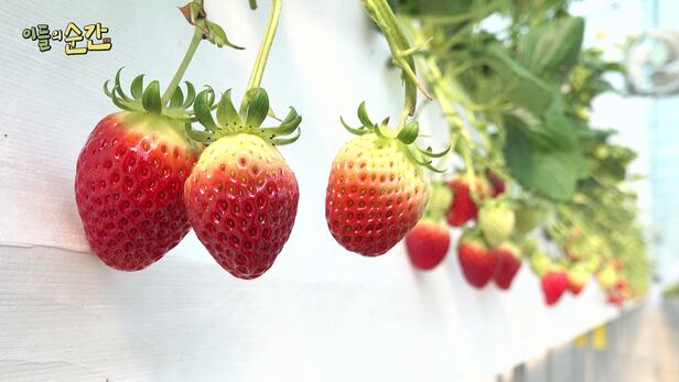 strawberry Instance Segmentation Model by school