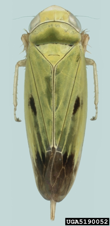 Pest Rice 55 Object Detection Dataset by Sam Yu Gultom