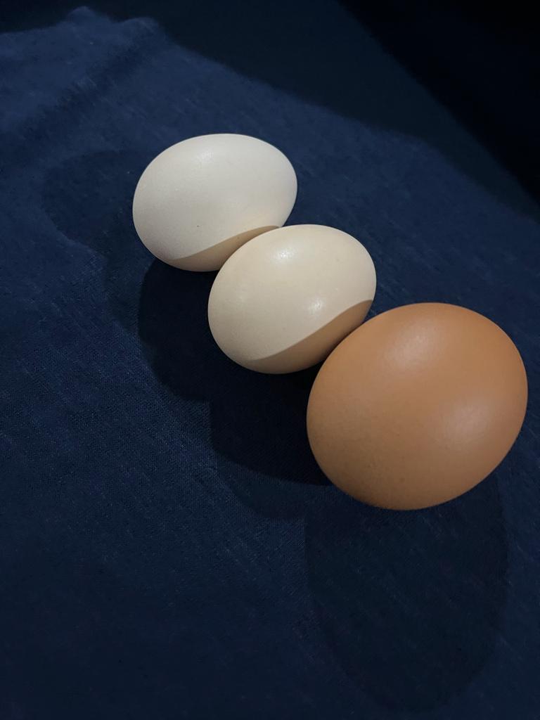 egg classification Object Detection Dataset and Pre-Trained Model by Universitas Airlangga