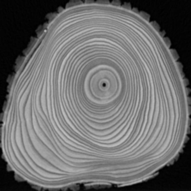 Pith Annotation of Timber Instance Segmentation Model by TimberGPT
