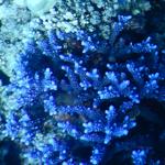 Coral Disease Detection Object Detection Model by Gavin D