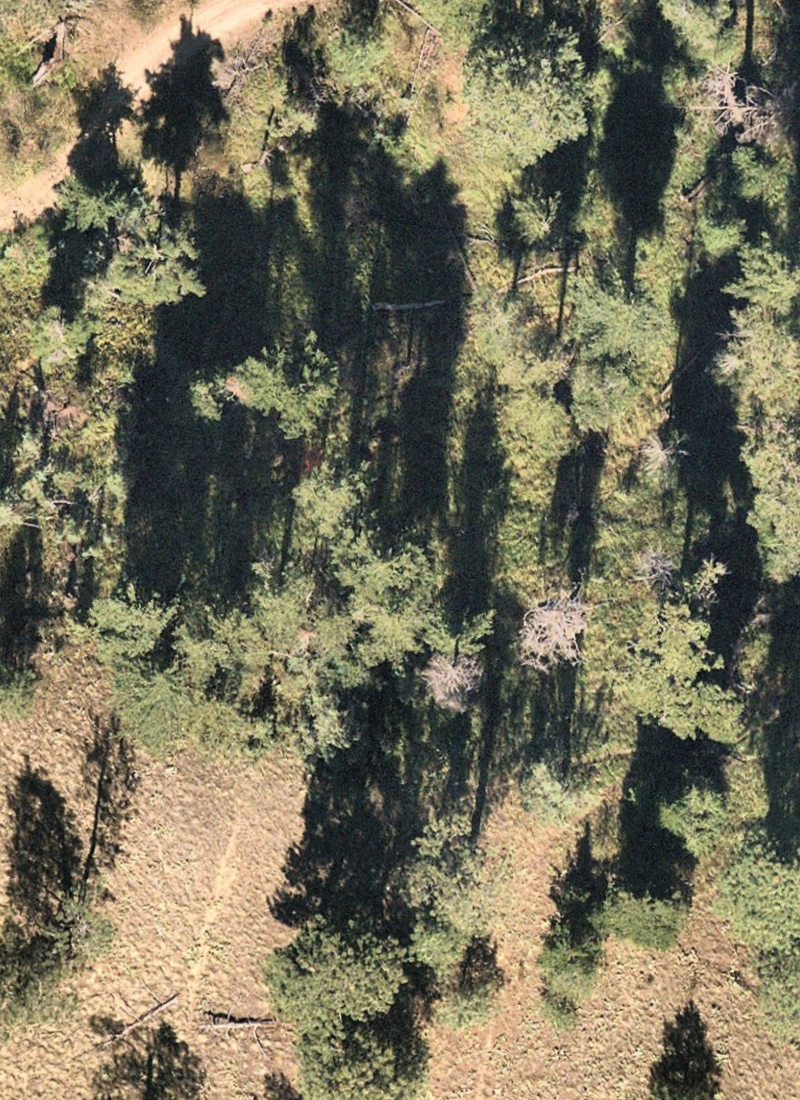 tree Object Detection Dataset by farshid