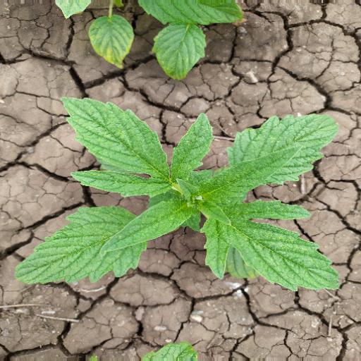 format a weed detection Object Detection Dataset by weeddetectionformat