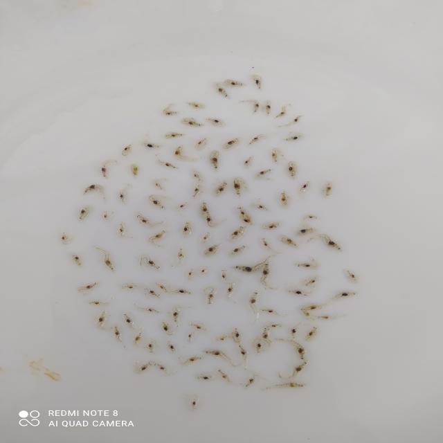 Like Joo Assalim Rice Detection Cna Okk6h Roboflow Universe Search
