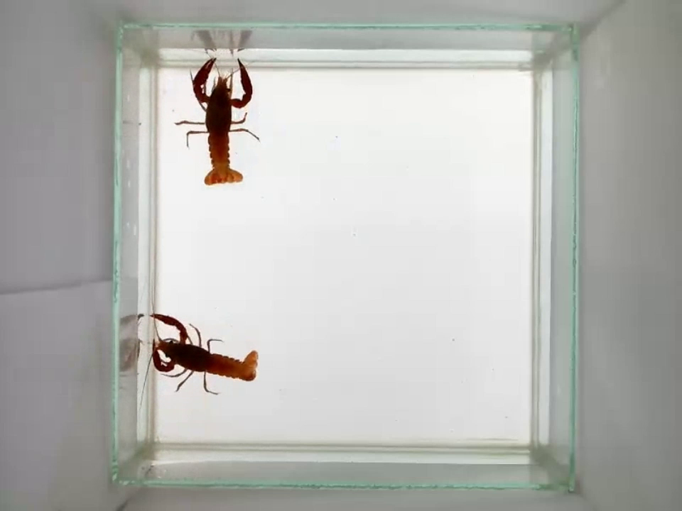 0916_crayfish_pose Keypoint Detection Model by Master