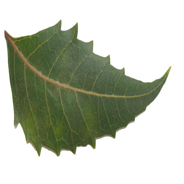 Neem Object Detection Model by politicians