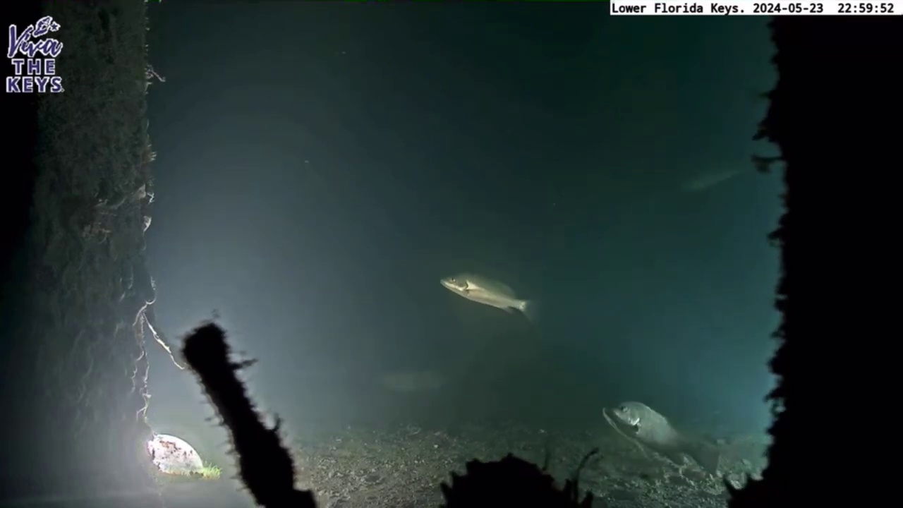 Fish (fish-2aboc) - Roboflow Universe