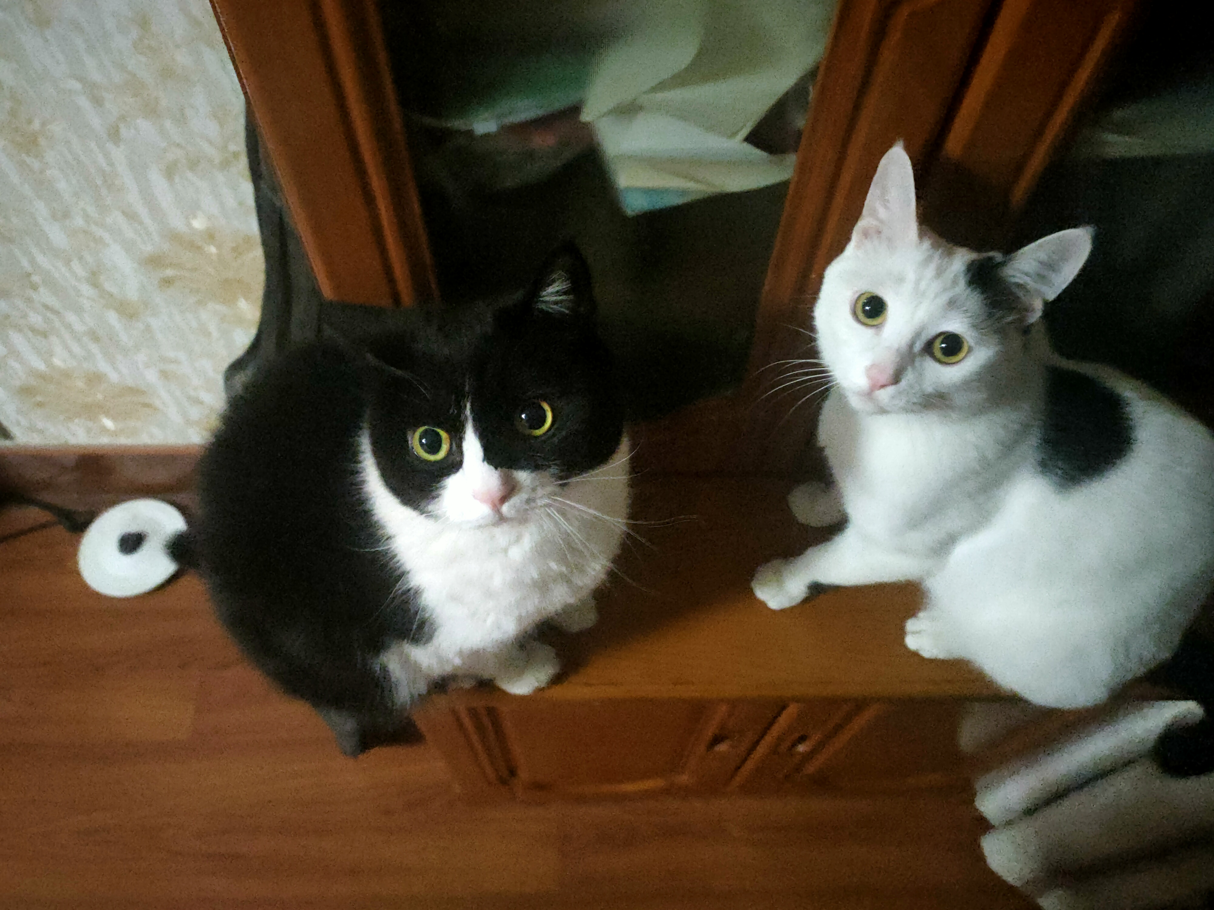 How to Use the cat Object Detection API