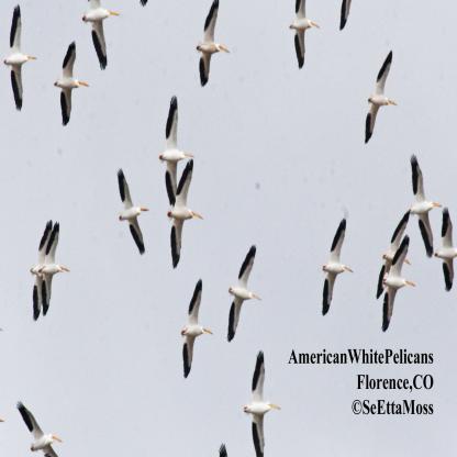 Extended_Moulouya_Bird_Detection_Dataset Object Detection Model by majal2