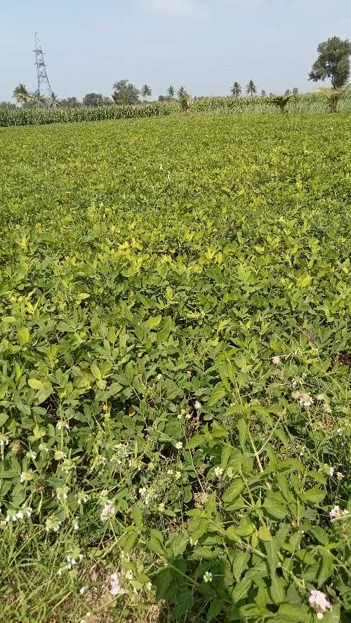 classification Classification Dataset by crop monitoringg