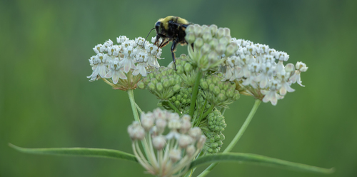 Big Bee Object Detection Dataset and Pre-Trained Model by Bee