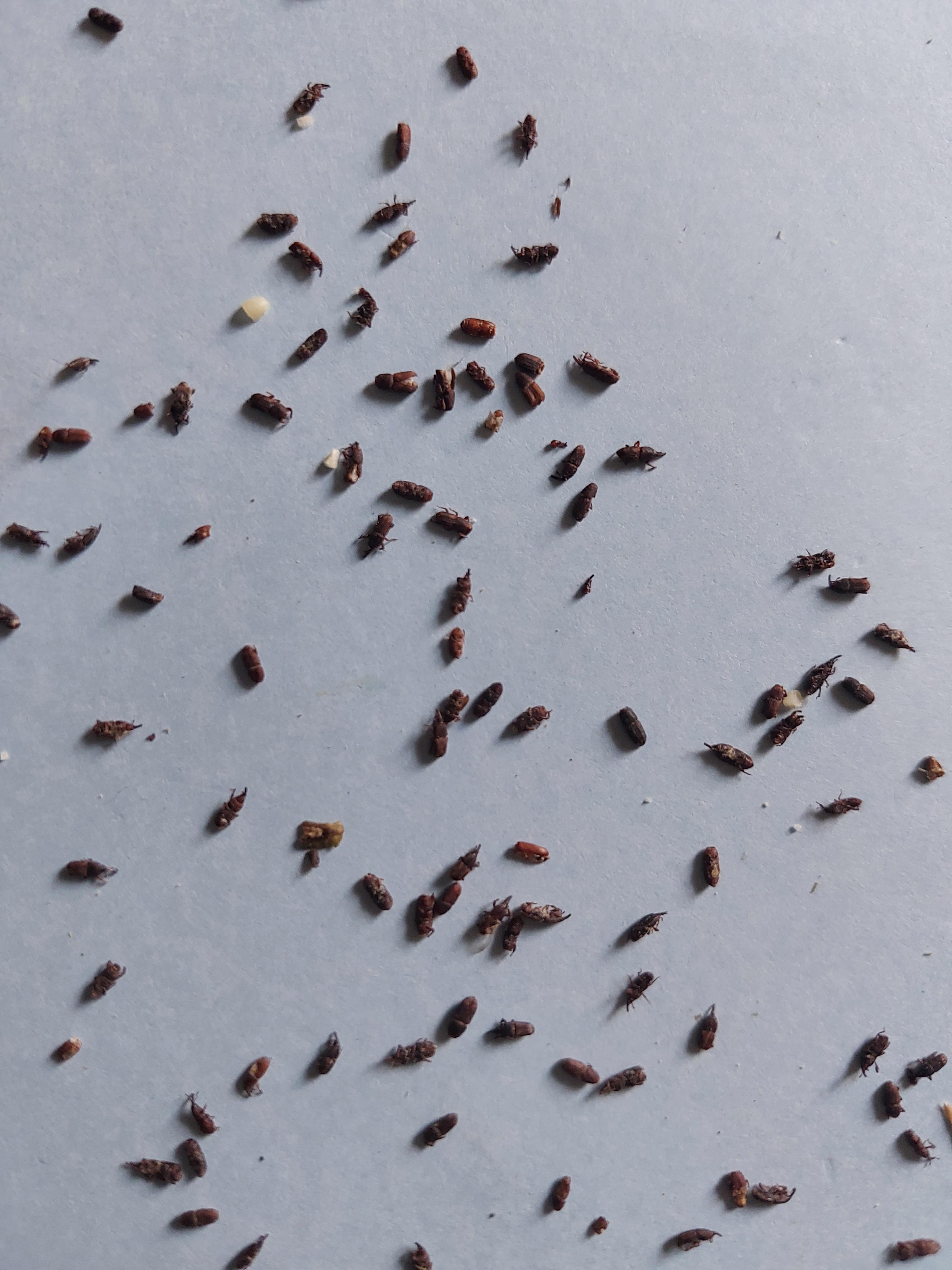 rag Object Detection Dataset and Pre-Trained Model by x