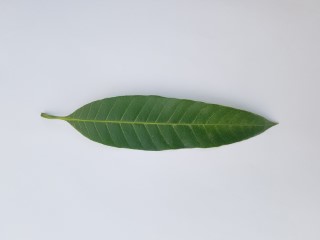 mango-leaf-disease Classification Dataset by csc566