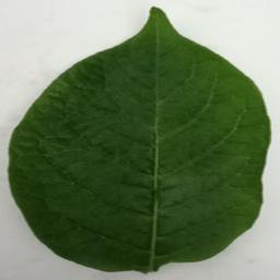 Leaf Object Detection Dataset and Pre-Trained Model by Coba