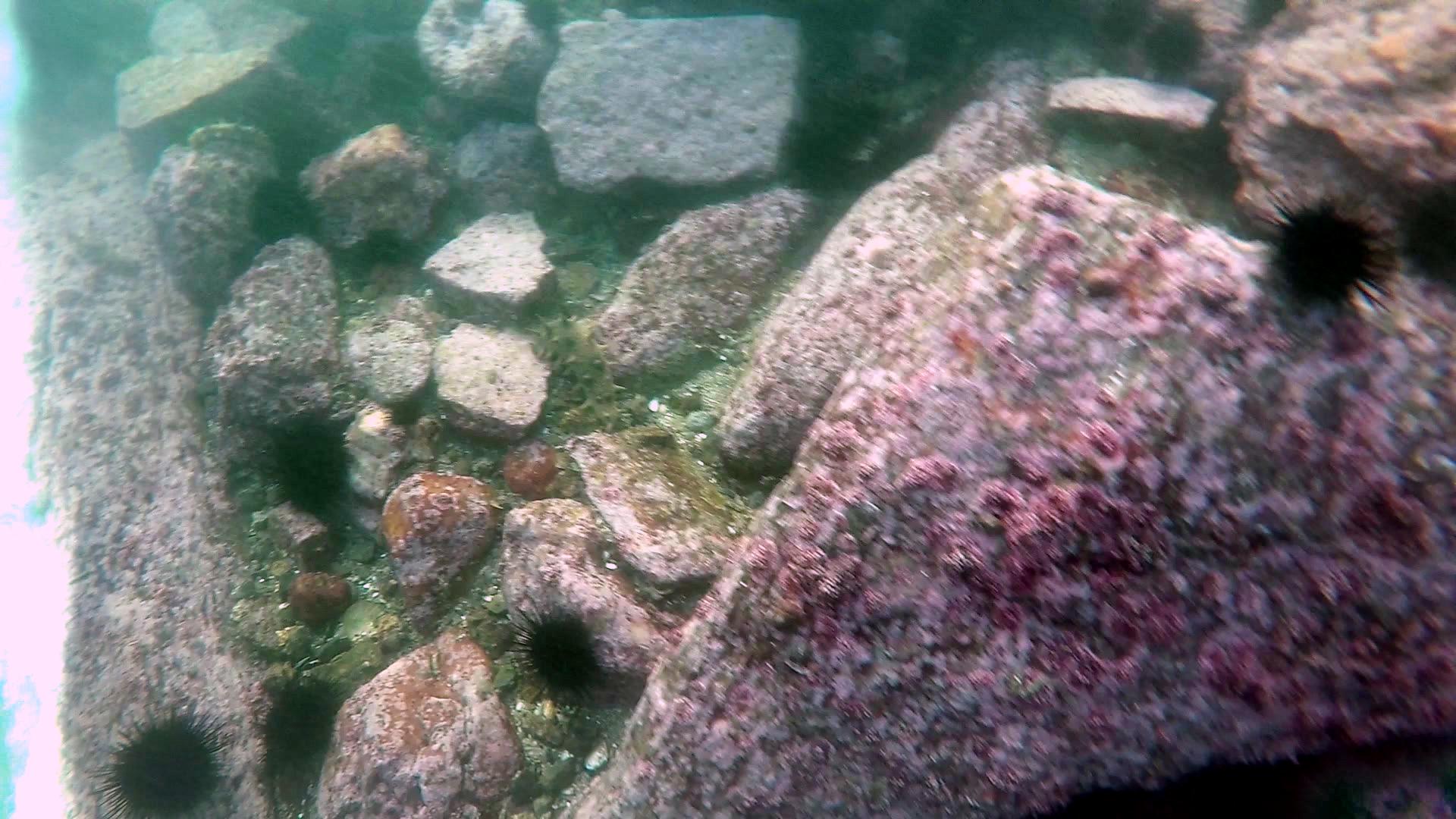 Underwater Detection Object Detection Dataset And Pre Trained Model By Underwater