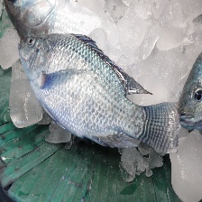 fish Object Detection Dataset by fish