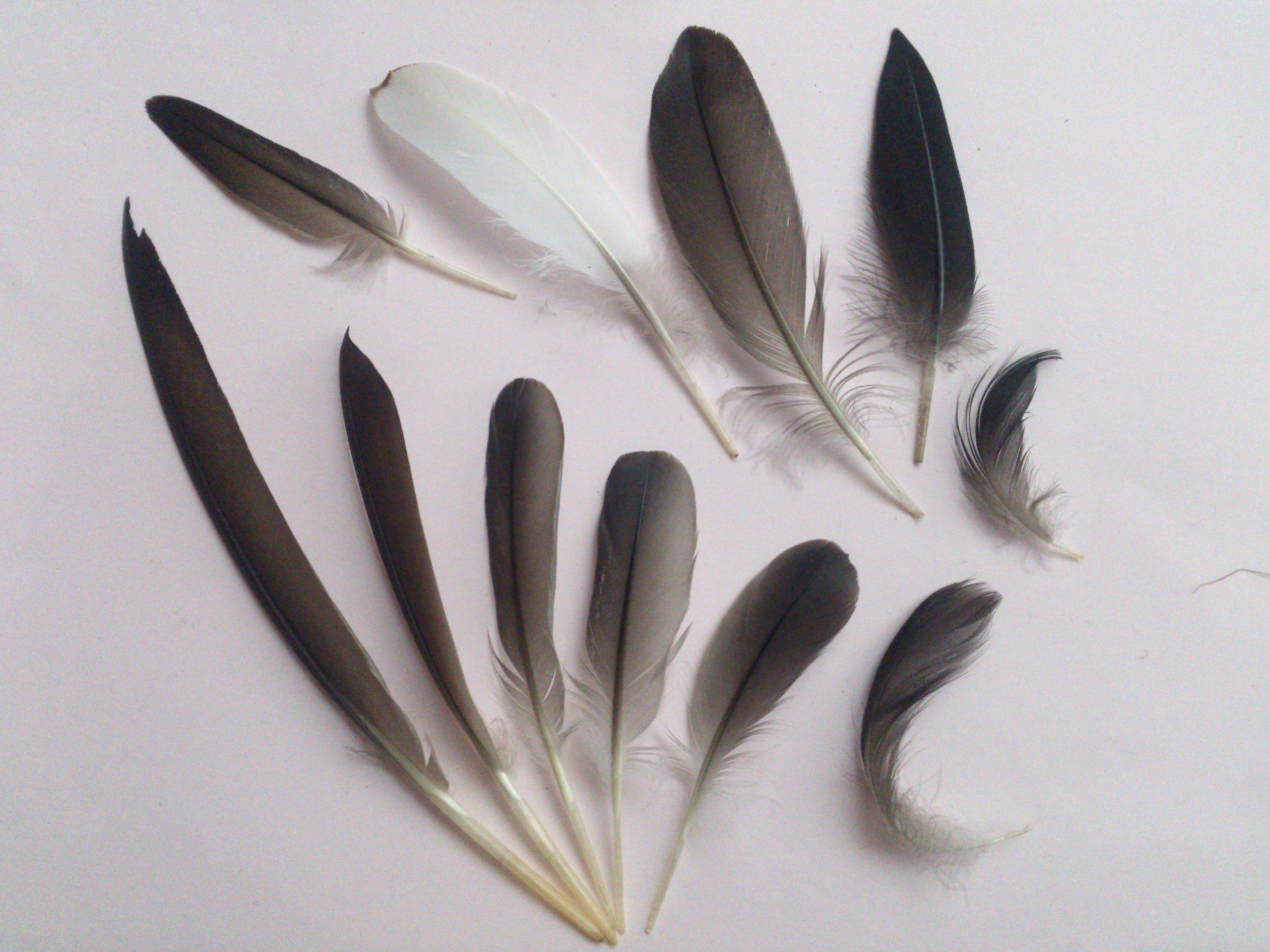 Feathers COCO Instance Segmentation Dataset by Alina Belko