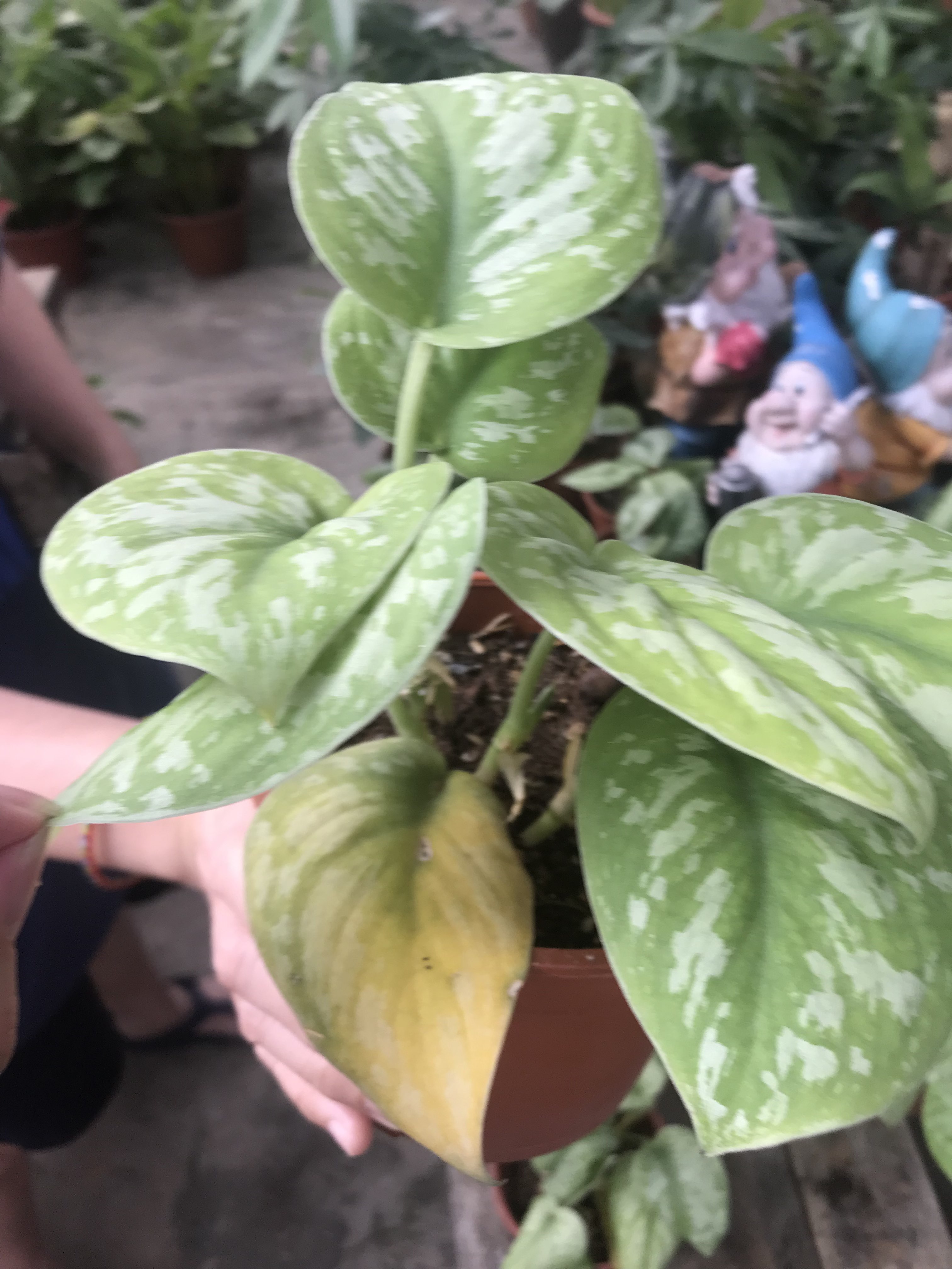 My Leaves Detection Object Detection Model By Leaves Detection