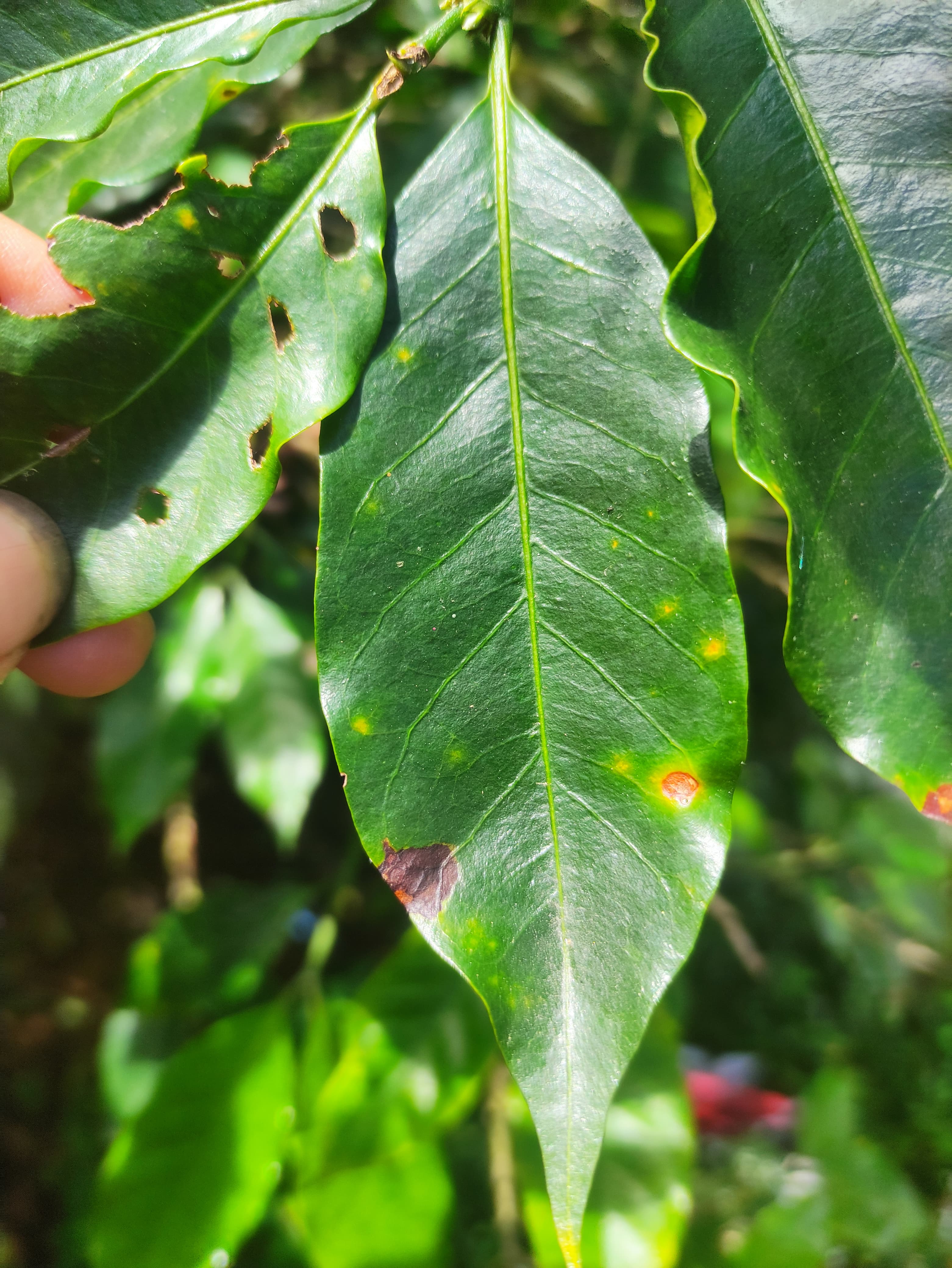 Dataset Penyakit Daun Kopi Object Detection Dataset (v1, 2023-11-17 2 ... Dataset Penyakit Daun Kopi Object Detection Dataset (v1, 2023-11-17 2 ...