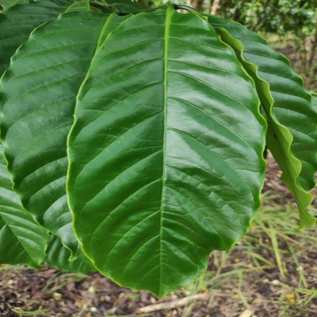 Klasifikasi Penyakit Daun Kopi Object Detection Dataset and Pre-Trained ... Klasifikasi Penyakit Daun Kopi Object Detection Dataset and Pre-Trained ...