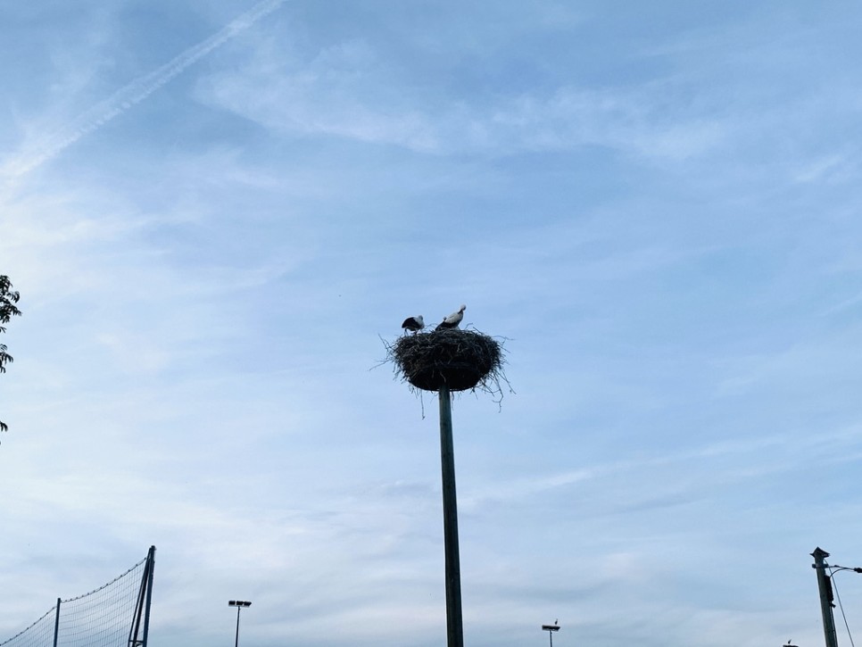 Nest_detect_220501 Object Detection Dataset by Nestver220501