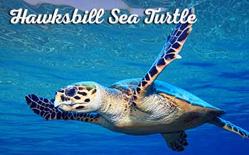 sharks Object Detection Dataset and Pre-Trained Model by guardians