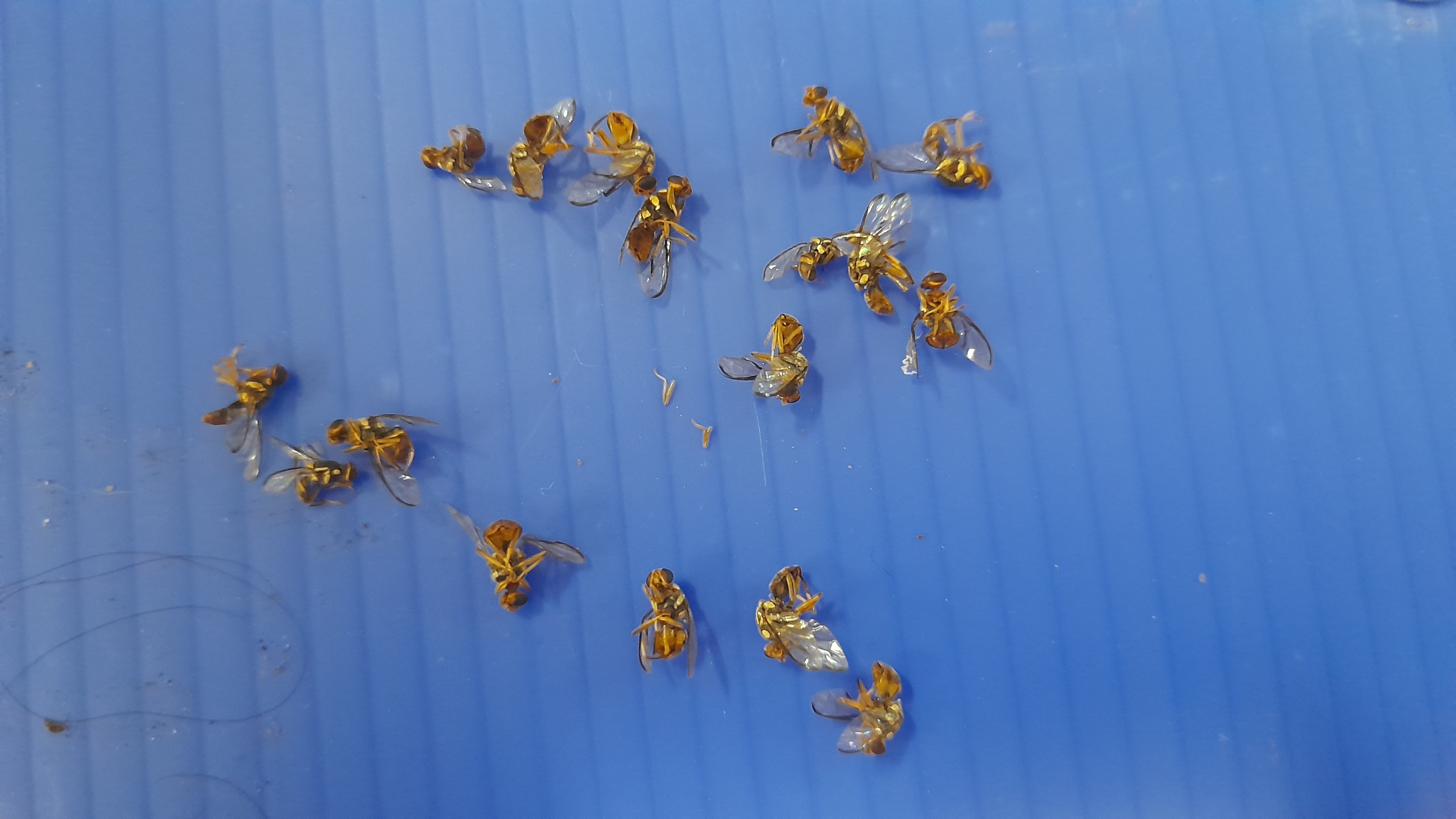 Kristiasara Object Detection Dataset by Batch 7