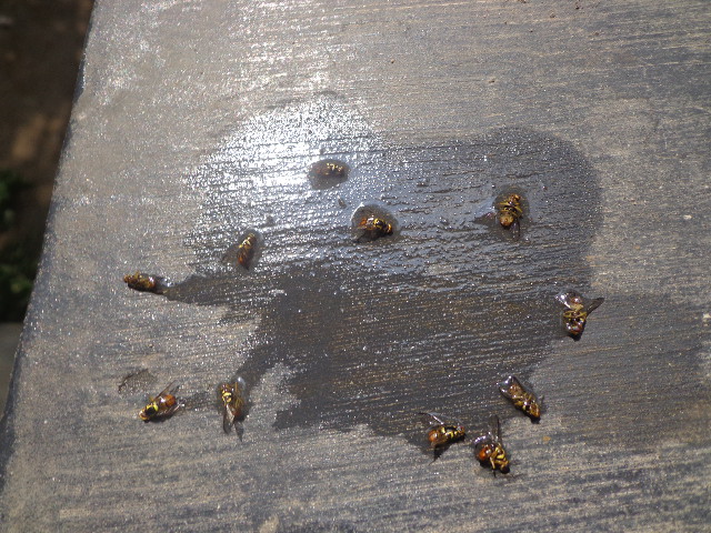 Ignatius Rayden Object Detection Dataset by Batch 7