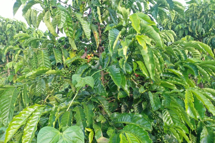 coffee-classification-multi Classification Dataset by NoDo