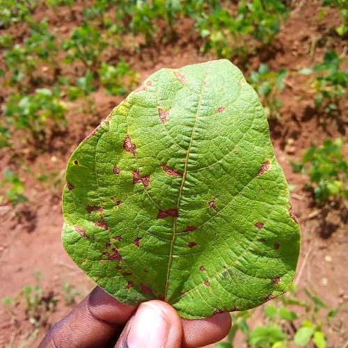 Validation Object Detection Dataset by Alebachew Mekuriaw