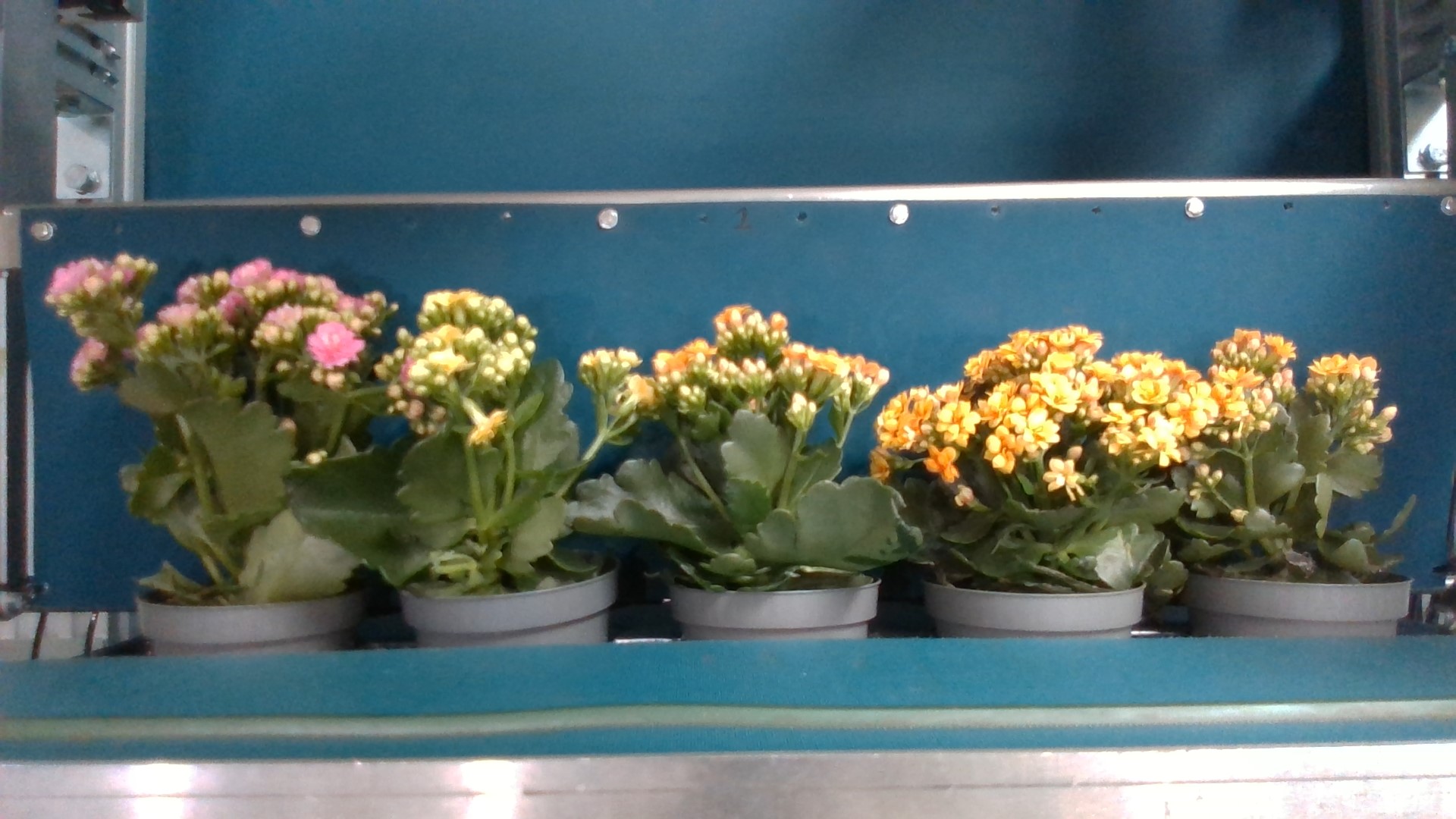 SMR 2 | ROW 2 13-06-2022 Object Detection Dataset by Martin Stolze