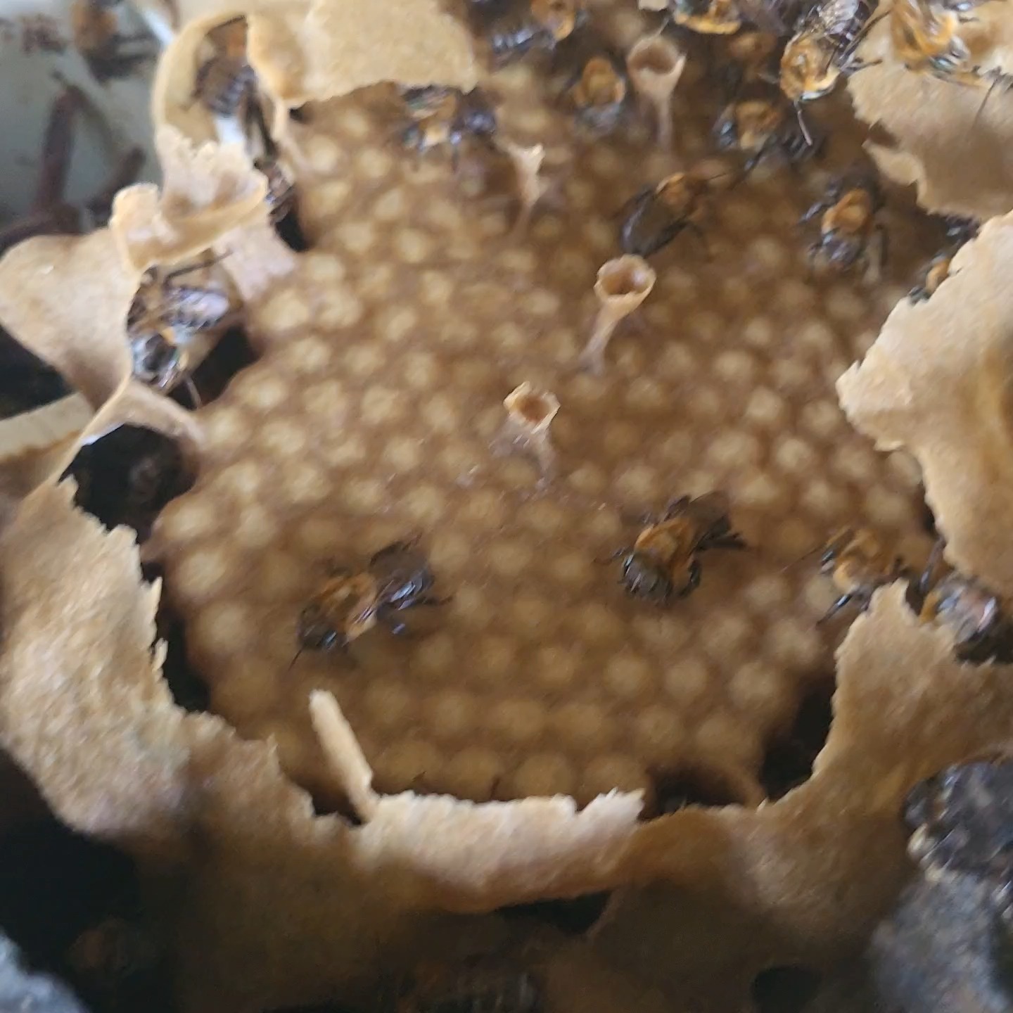 Bees Object Detection Dataset And Pre Trained Model By Abelhas Nativas