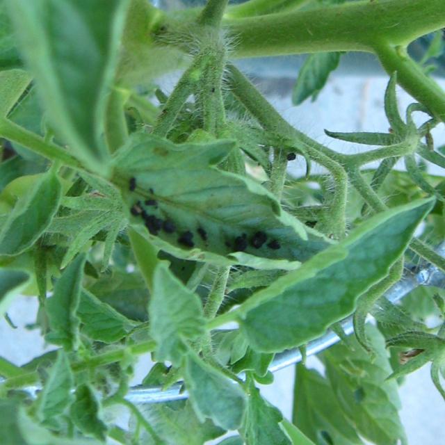 leaf Object Detection Dataset by temp 3