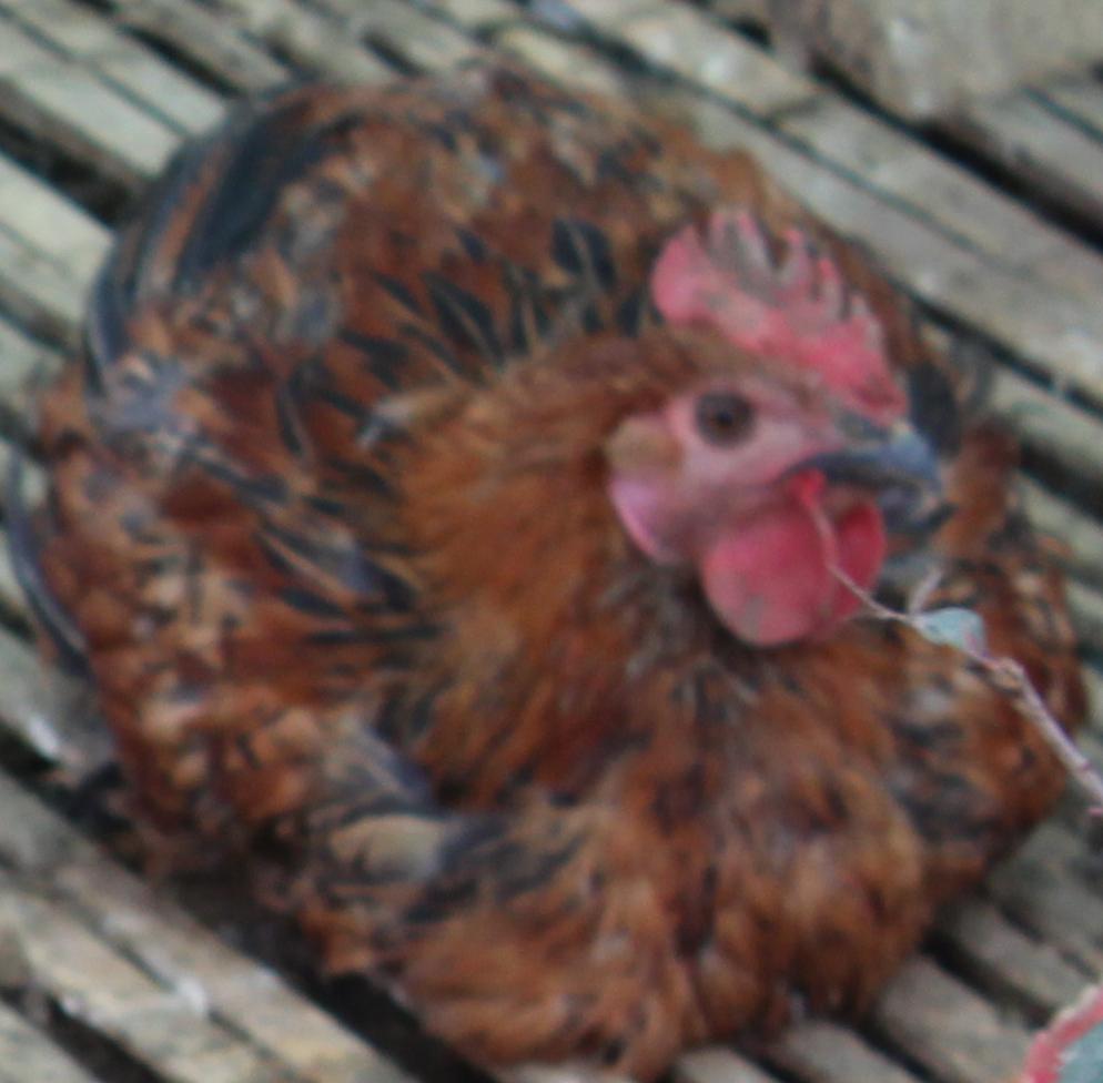 Chicken Type Dataset Object Detection Dataset By Levina Anora