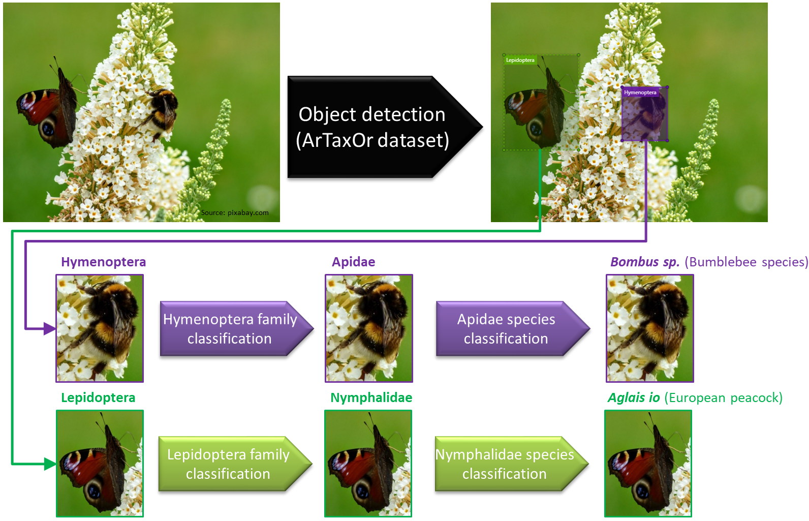 Pests_v2 Object Detection Dataset by fma04@fayoum.edu.eg