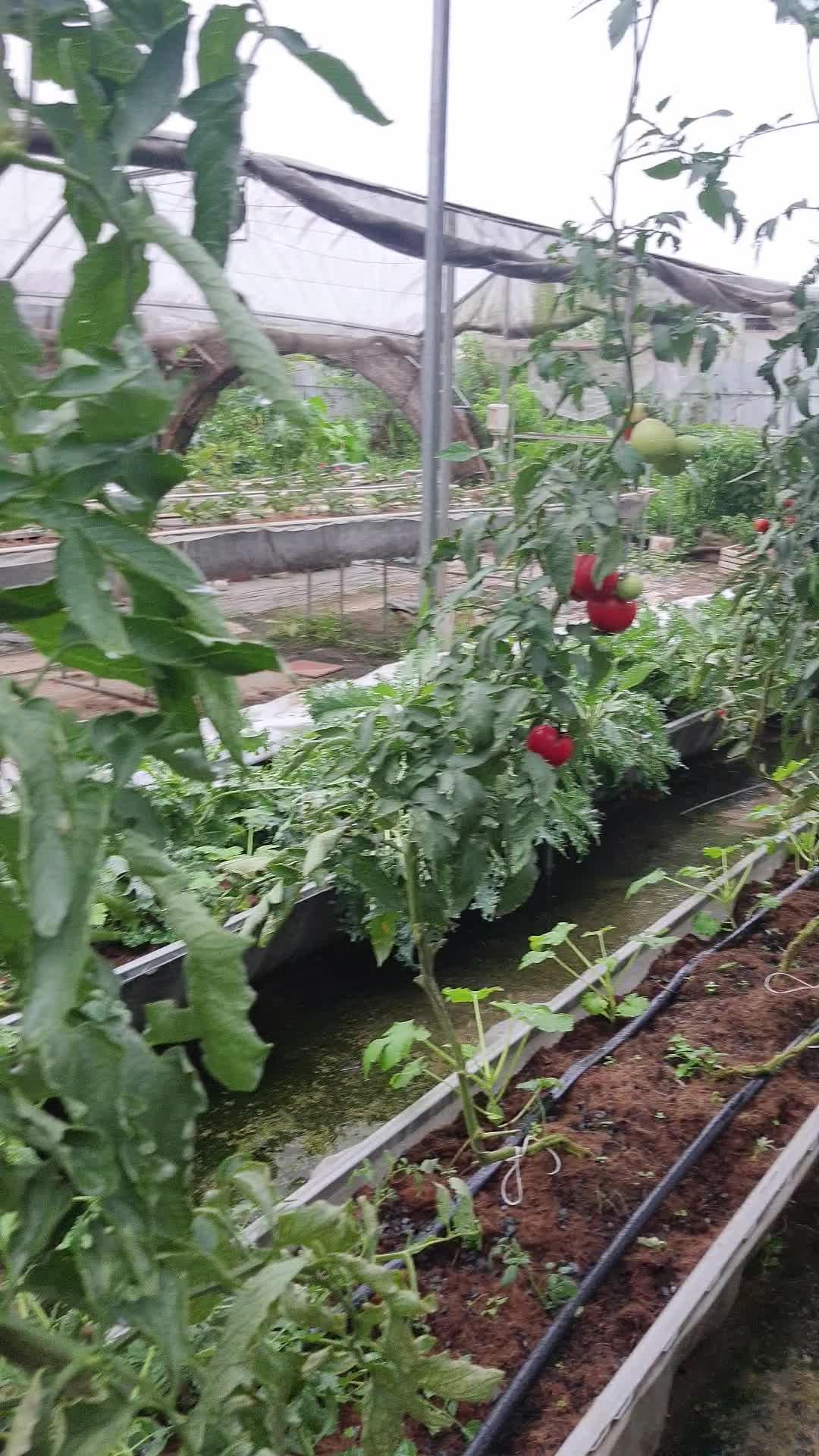 VegNet-YOLOv8 Object Detection Dataset and Pre-Trained Model by Rice