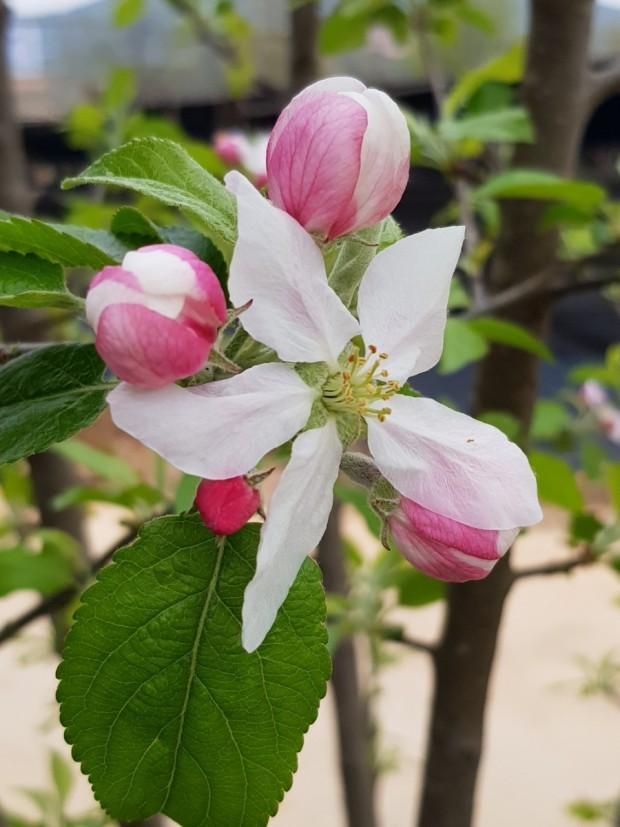 deeplearning4 Object Detection Dataset by kjb