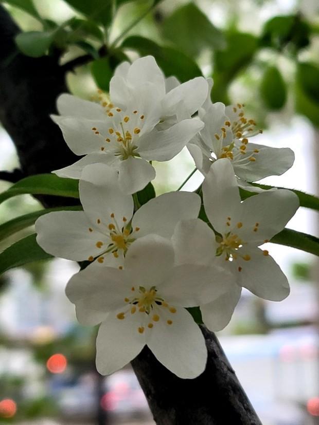 deep_learning Object Detection Dataset by kjb