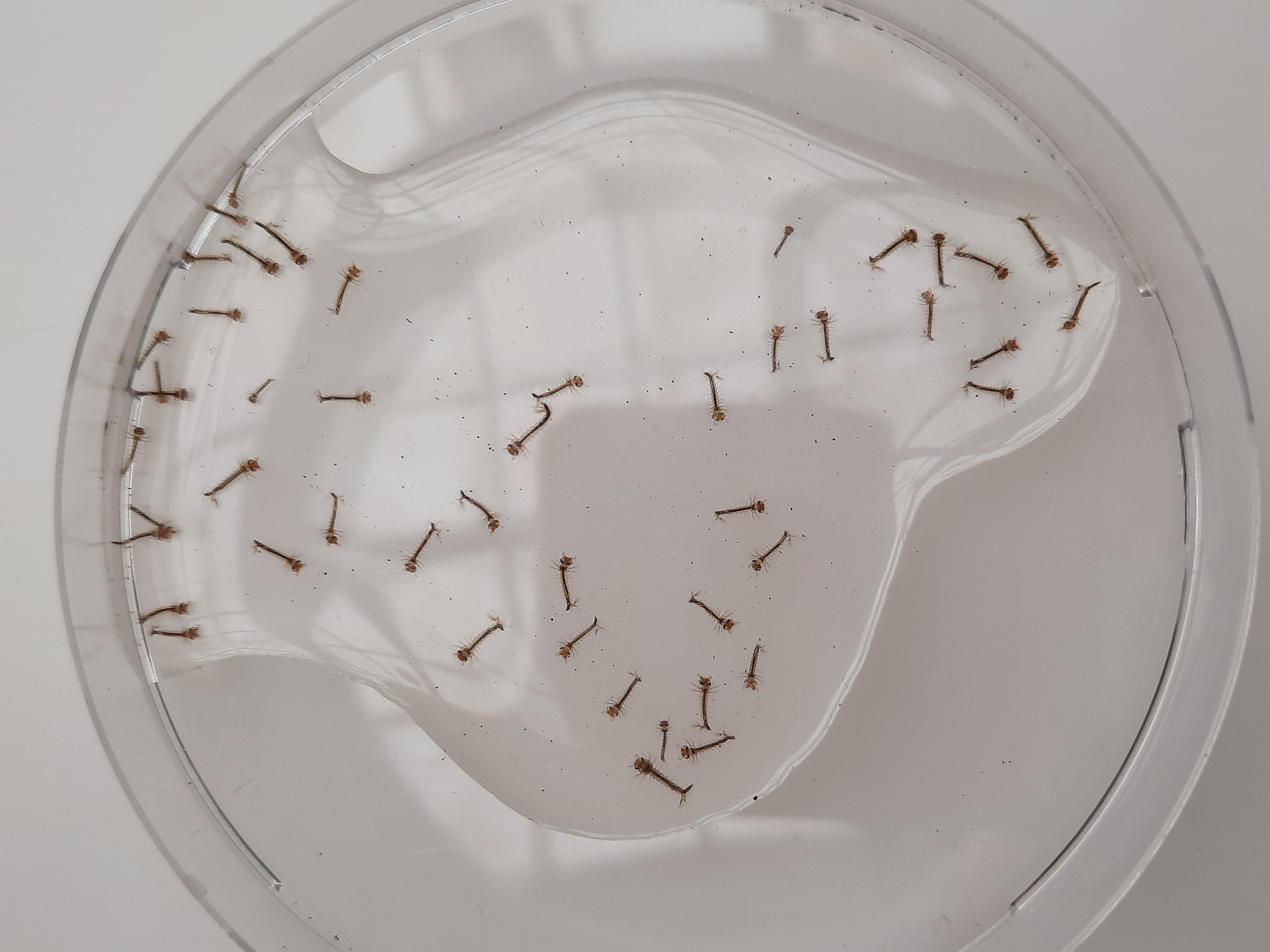 Merged Larv Dataset Object Detection Dataset By Rover