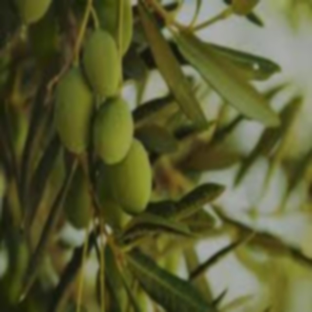 Olive Object Detection Model by Omar