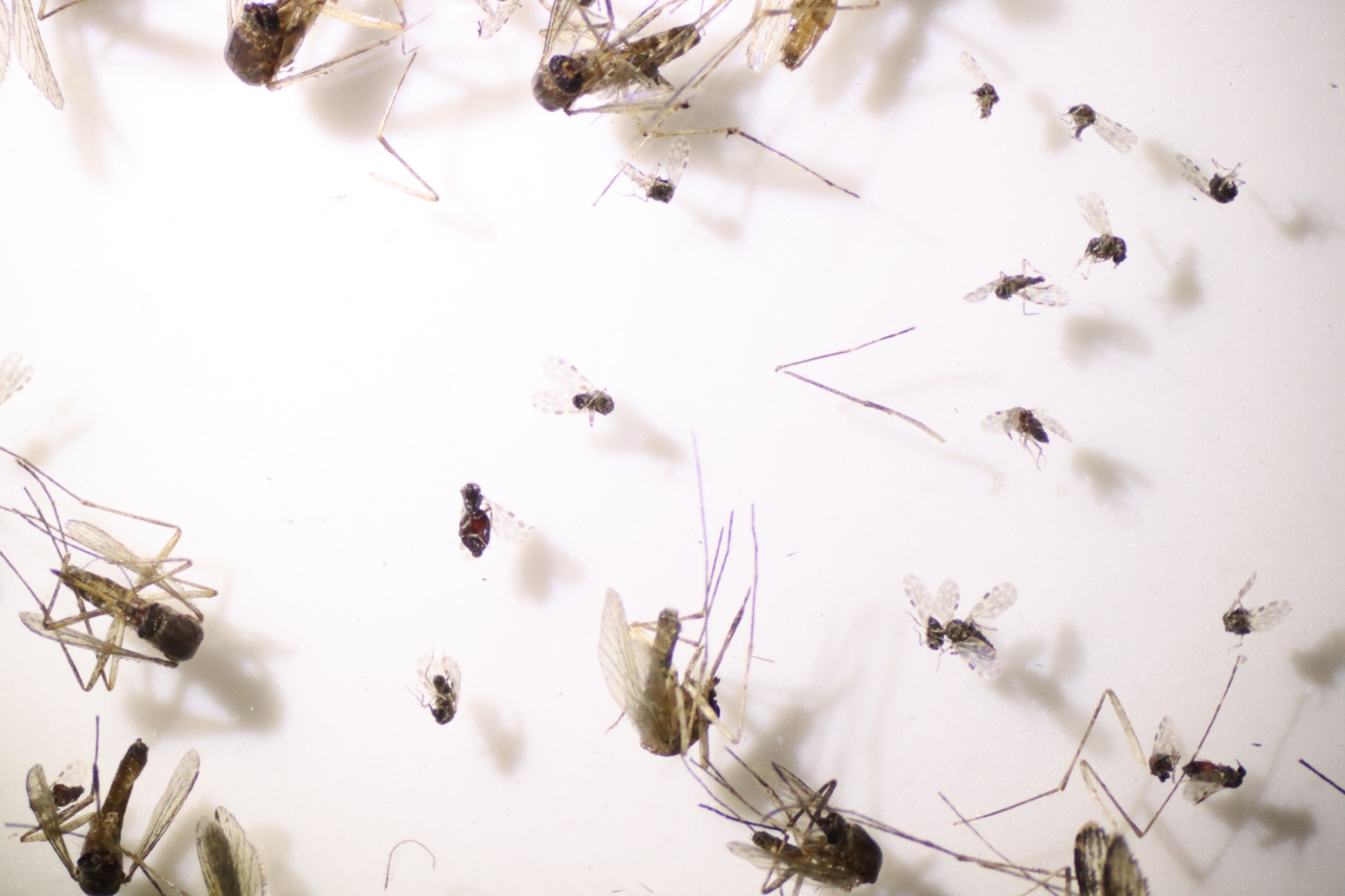 mosquito+fly+culicoides+wasp Object Detection Model by Prueba Entrenamiento