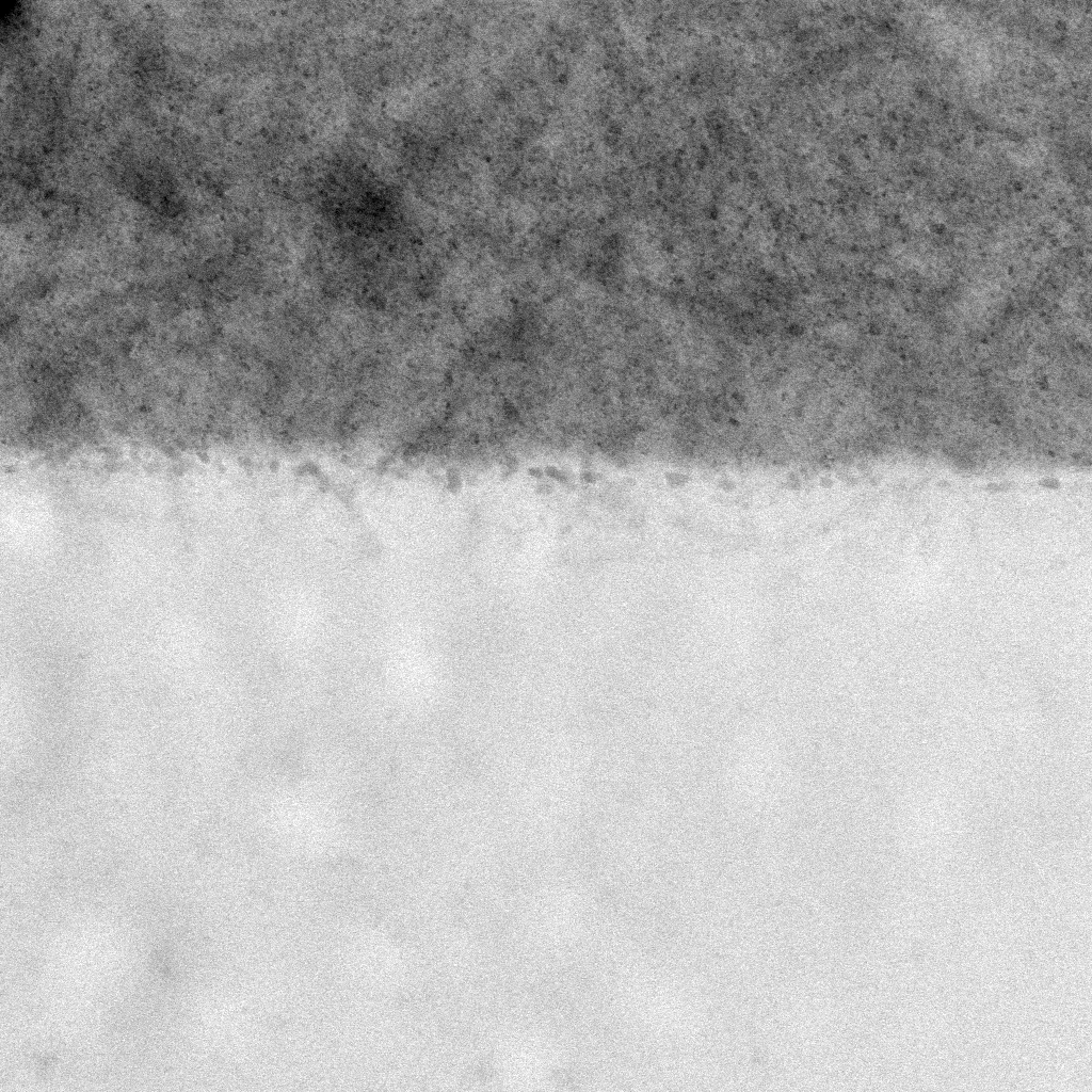 STEM Microscopy - Together Object Detection Dataset by MyWorkspace