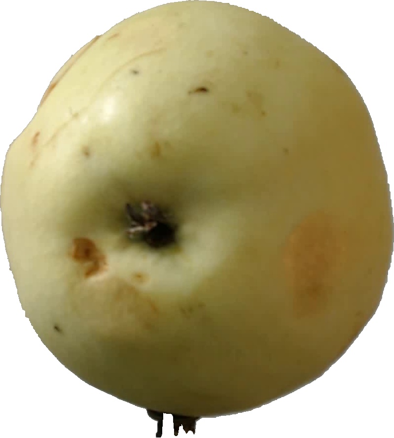 apple detection Object Detection Dataset by msa