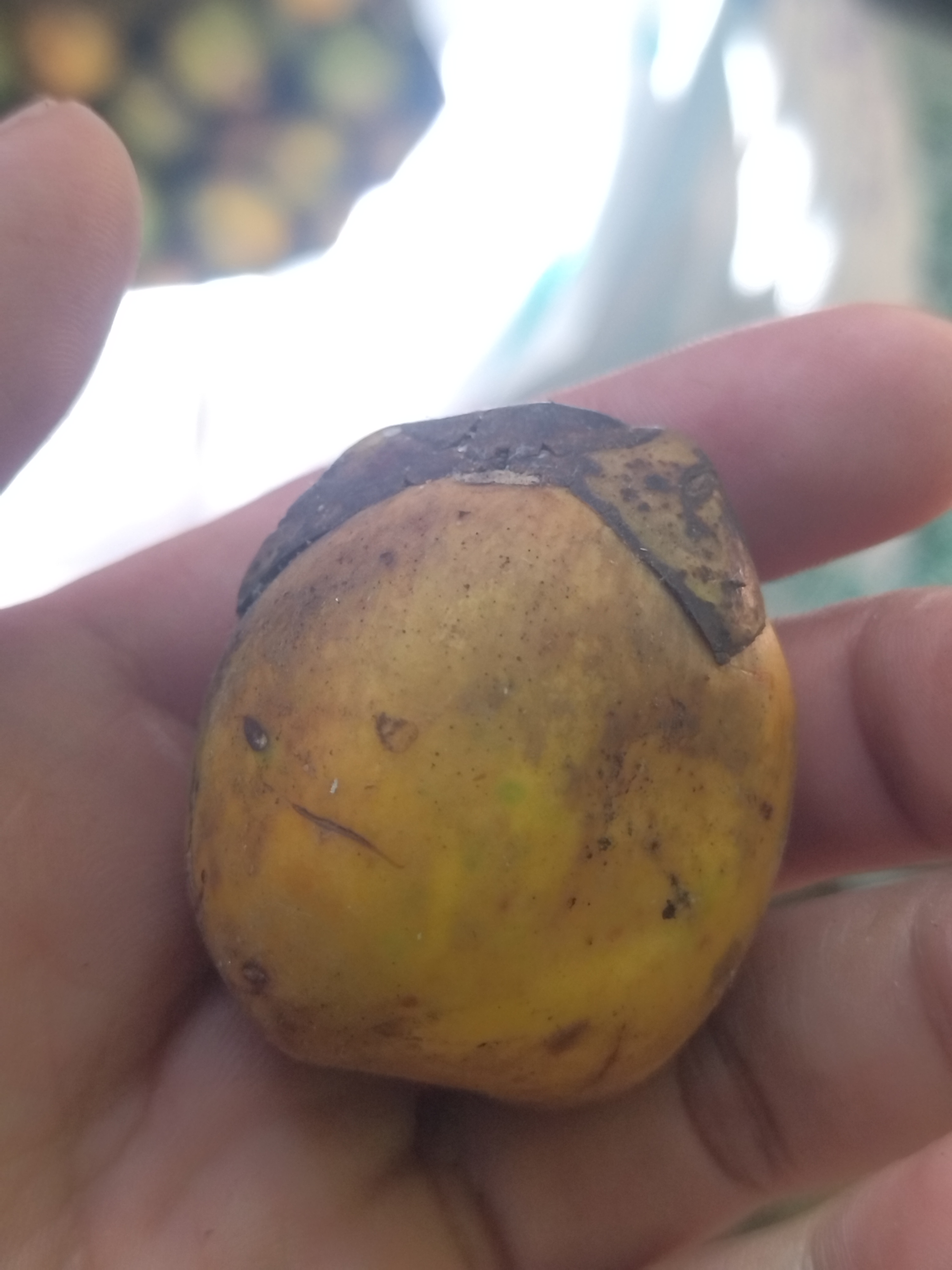 Fruit Ripe Detection Object Detection Model (v17, 2025-09-10 6:23pm) by ...