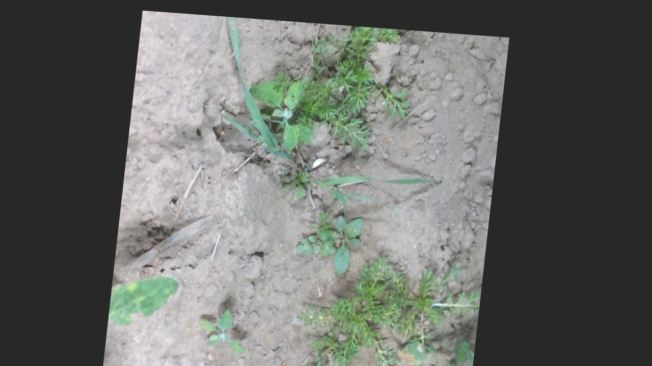 weedDetectorV2000 Object Detection Dataset and Pre-Trained Model by Aleksa