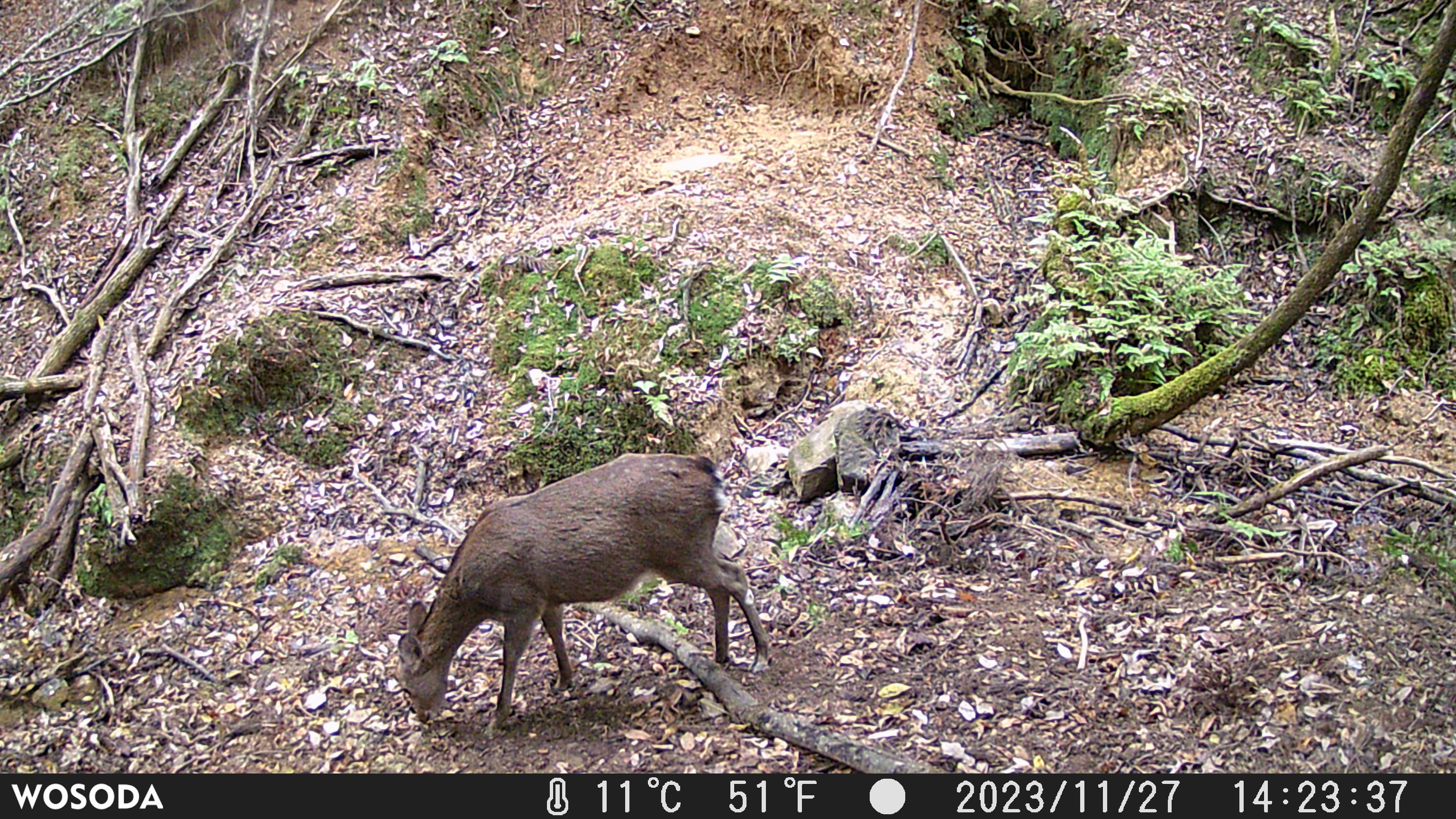 Ap 10k Deer Keypoint Detection Dataset V1 2024 05 27 5 09pm By Deer Test