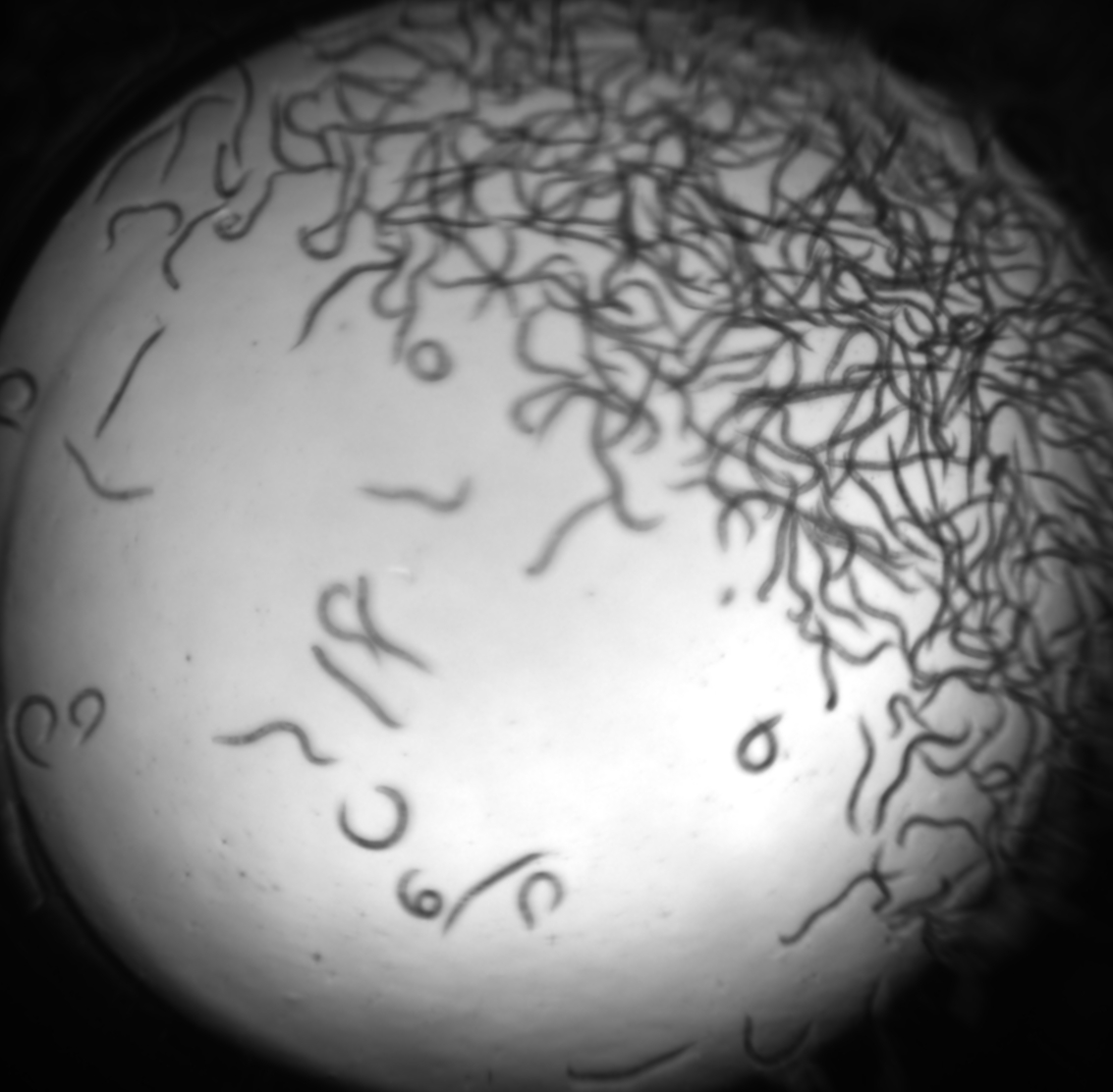 squiggly_worms_polygon Object Detection Dataset by yolov4