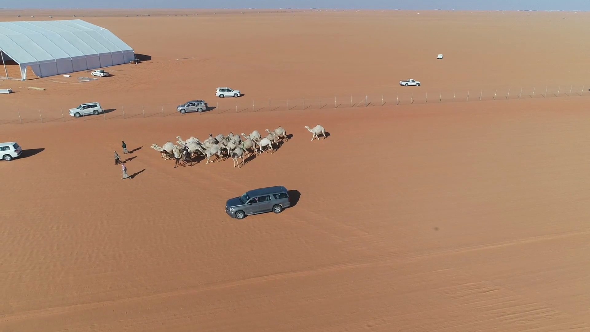 camel detiction Object Detection Dataset by Khalid Moftah