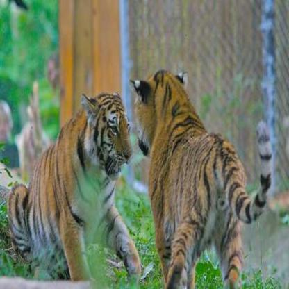 tiger detection Object Detection Model by Mini Project