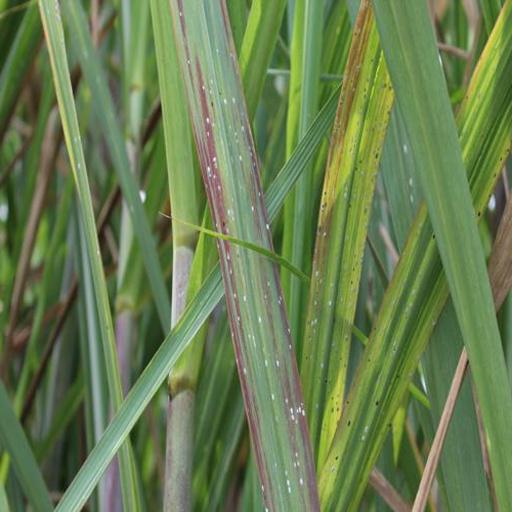 Leaf Segmentation Instance Segmentation Dataset And Pre Trained Model By Dhfhhgfhgf